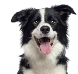 Your guide to epilepsy management - My epileptic pet